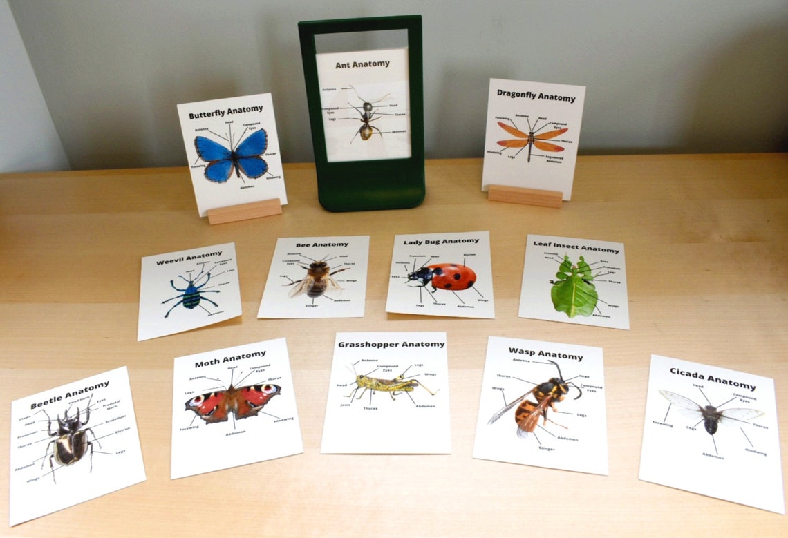 Printable Insect Anatomy Flashcards, Montessori Inspired, Homeschool ...