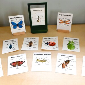 Insect Anatomy Flashcards: Montessori Homeschool Nature Study (PDF) - Etsy