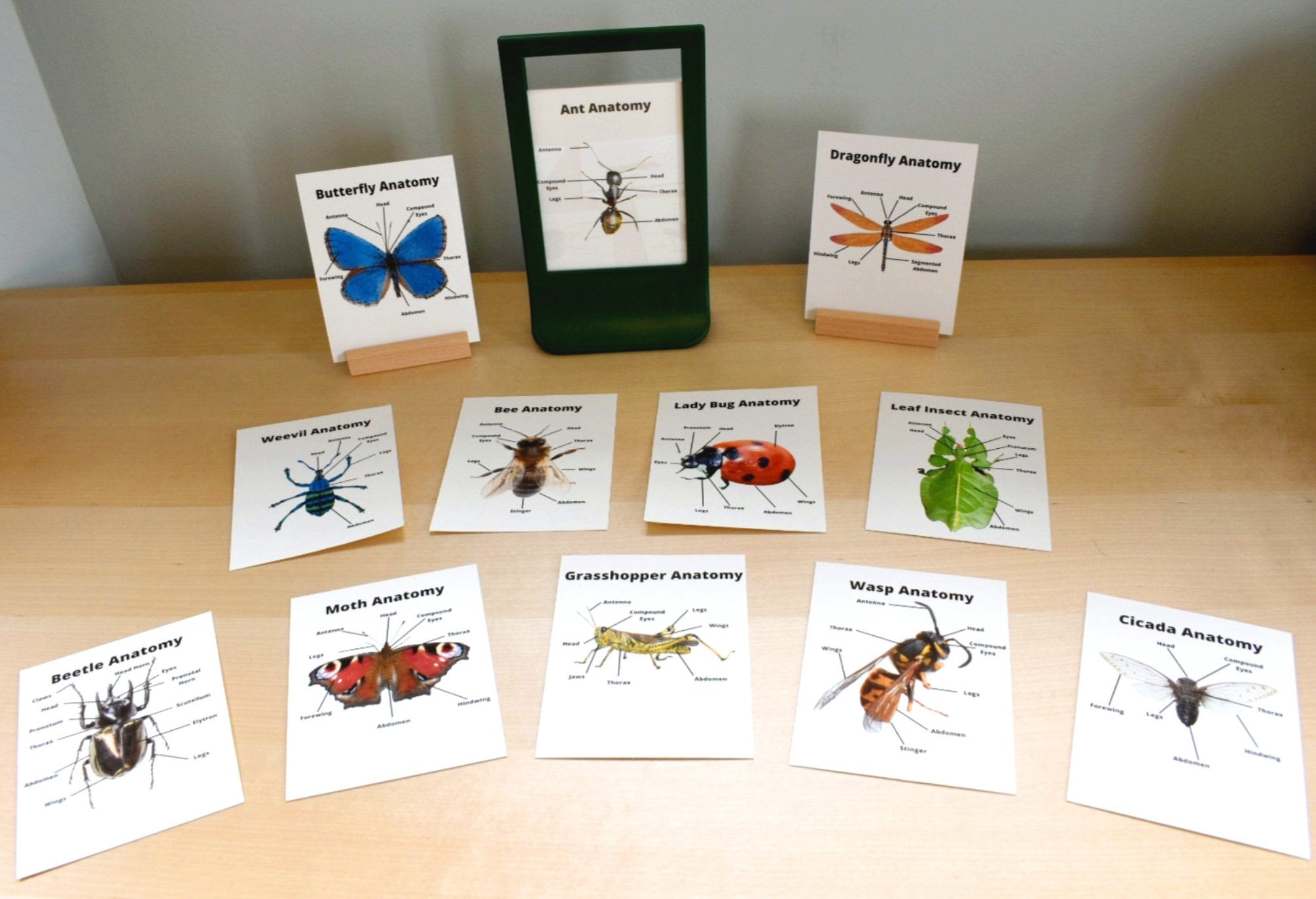 Insect Anatomy Flashcards: Montessori Homeschool Nature Study (PDF) - Etsy
