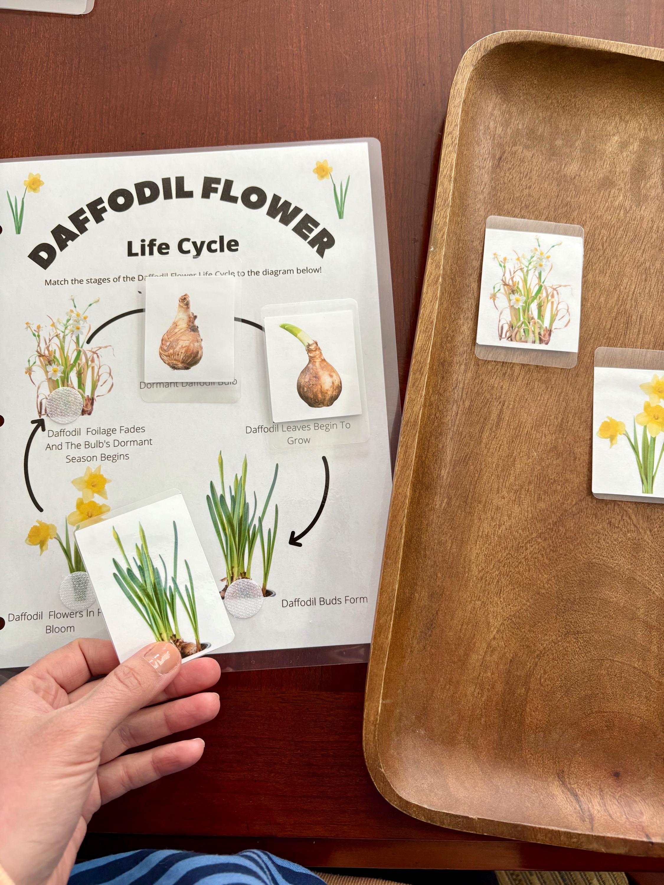 Daffodil Flower Life Cycle Worksheet, Preschool Printable, Nature Study ...