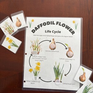 Daffodil Flower Life Cycle Worksheet, Preschool Printable, Nature Study ...