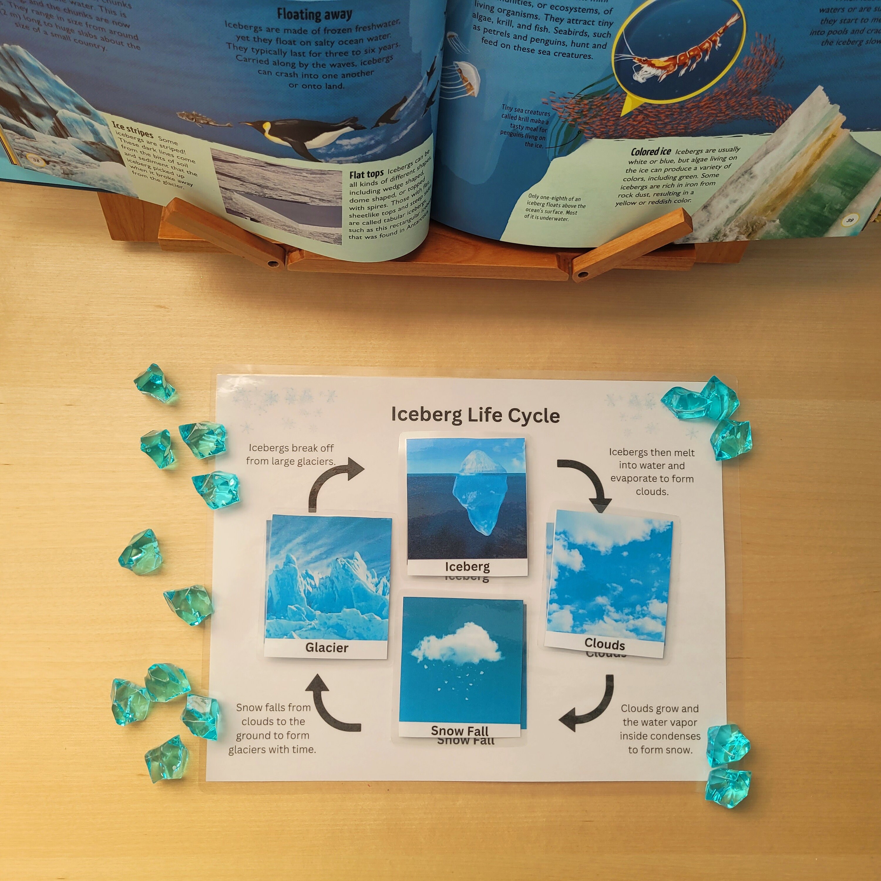 Iceberg Life Cycle Worksheet, Nature Study, Homeschool Resources, Busy ...