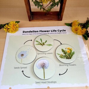 Dandelion Flower Life Cycle Worksheet, Toddler Activity, Preschool ...