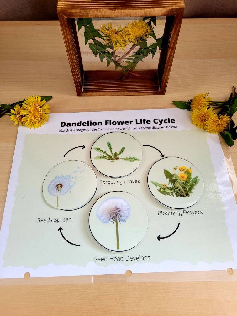 Dandelion Life Cycle Diagram
