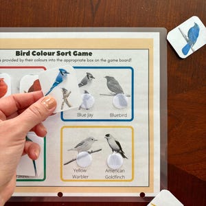 Printable Bird Color Sorting Game: Montessori Homeschool Activity (PDF ...