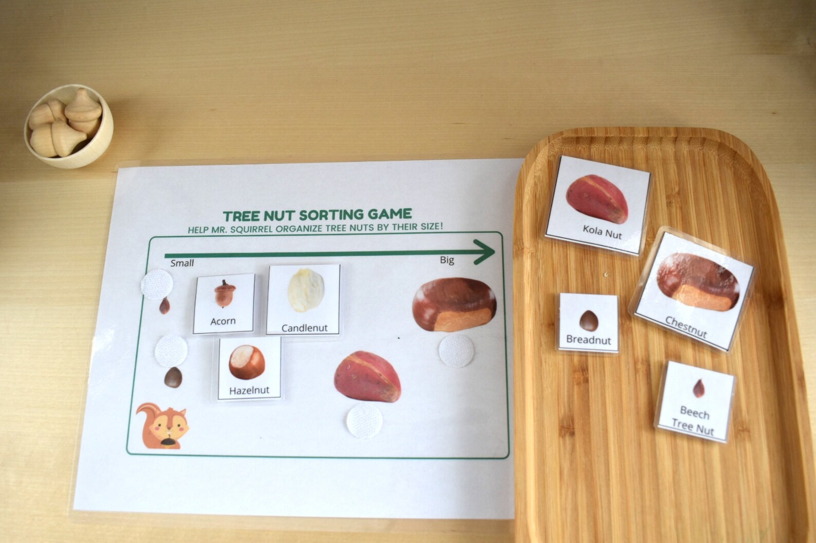 Printable Preschool Worksheet, Tree Nut Size Sorting Game, Homeschool ...