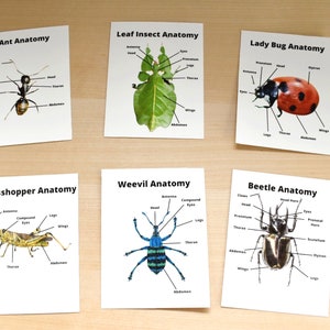 Printable Insect Anatomy Flashcards, Montessori Inspired, Homeschool ...