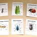 Printable Insect Anatomy Flashcards, Montessori Inspired, Homeschool ...