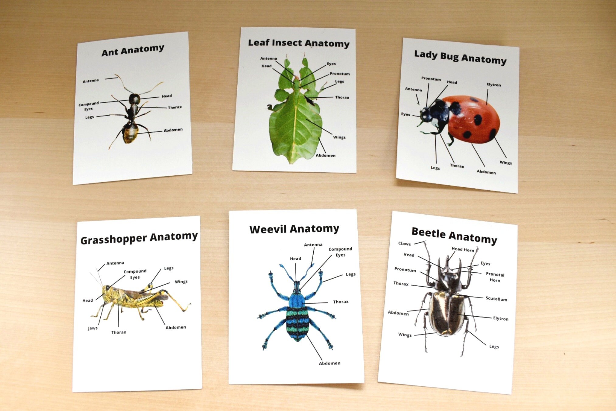 Insect Anatomy Flashcards: Montessori Homeschool Nature Study (PDF) - Etsy