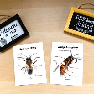 Printable Insect Anatomy Flashcards, Montessori Inspired, Homeschool ...