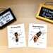 Printable Insect Anatomy Flashcards Montessori Inspired - Etsy