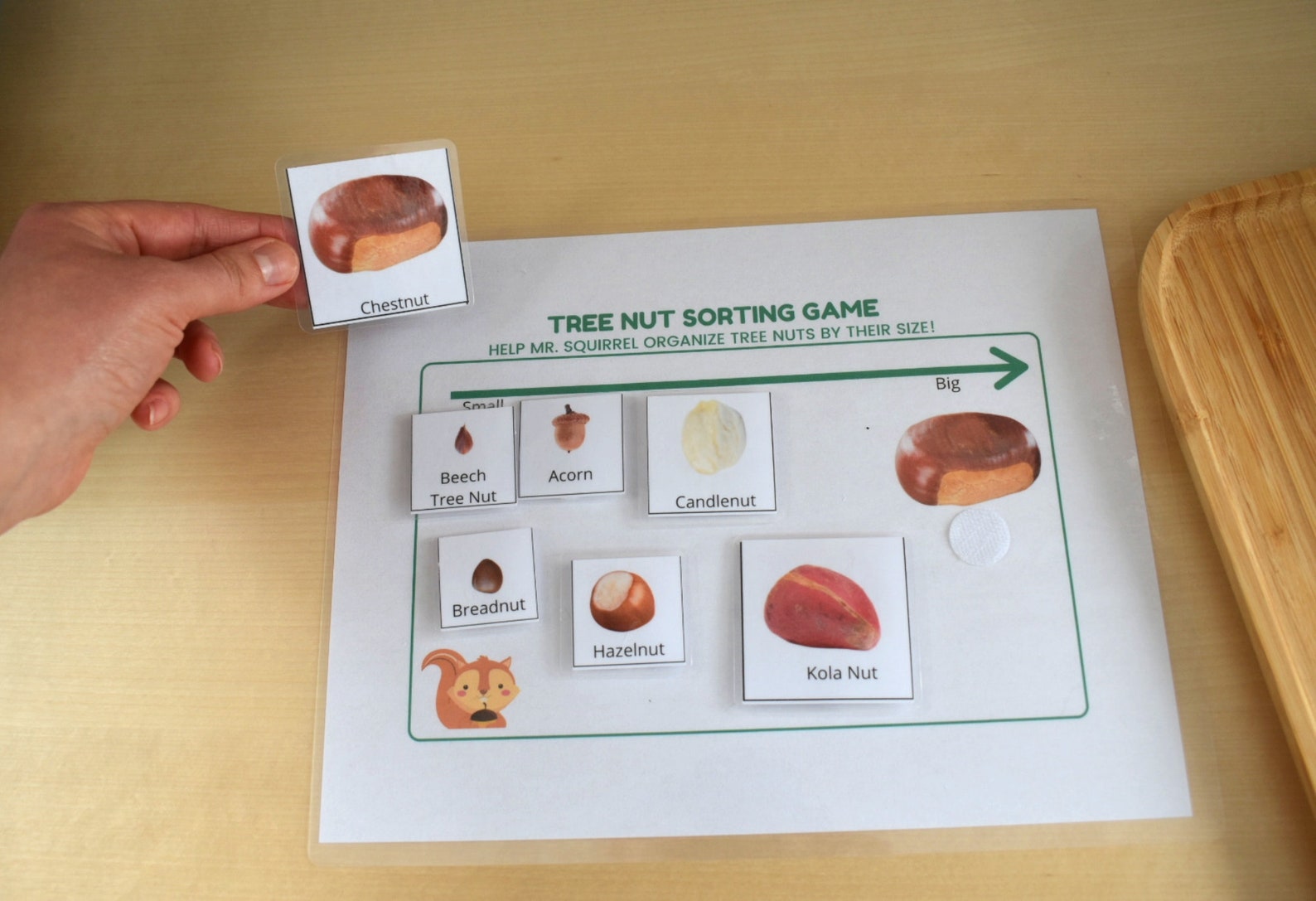 Printable Preschool Worksheet, Tree Nut Size Sorting Game, Homeschool ...