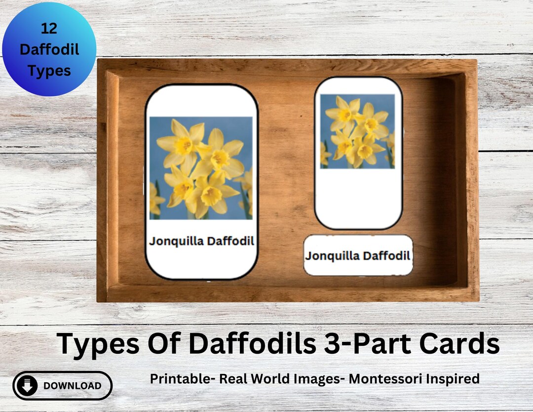 Printable Daffodil Species Montessori 3-part Cards, Nature Study ...