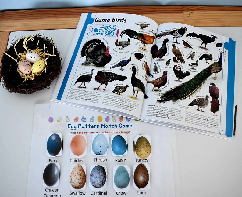 Egg Pattern Match Worksheet: Montessori Homeschool Printable (PDF) - Etsy