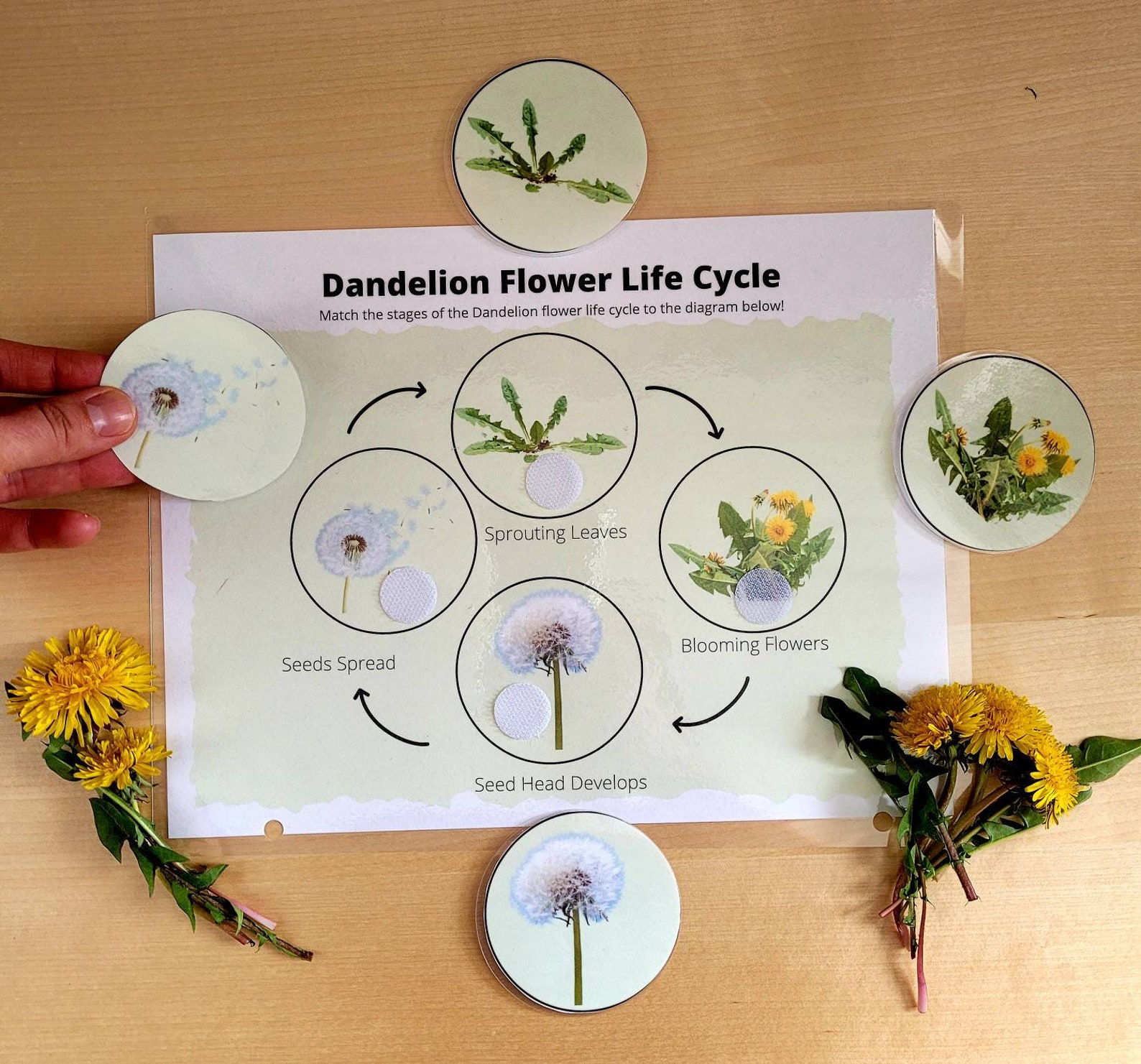 Dandelion Flower Life Cycle Worksheet, Toddler Activity, Preschool ...