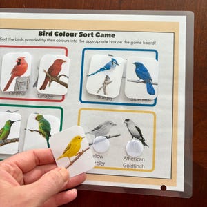 Printable Bird Color Sorting Game: Montessori Homeschool Activity (PDF ...