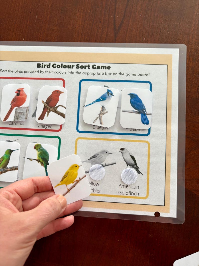 Printable Bird Color Sorting Game: Montessori Homeschool Activity (PDF ...