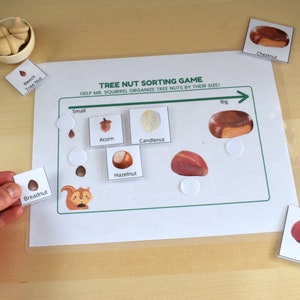 Printable Preschool Worksheet, Tree Nut Size Sorting Game, Homeschool ...