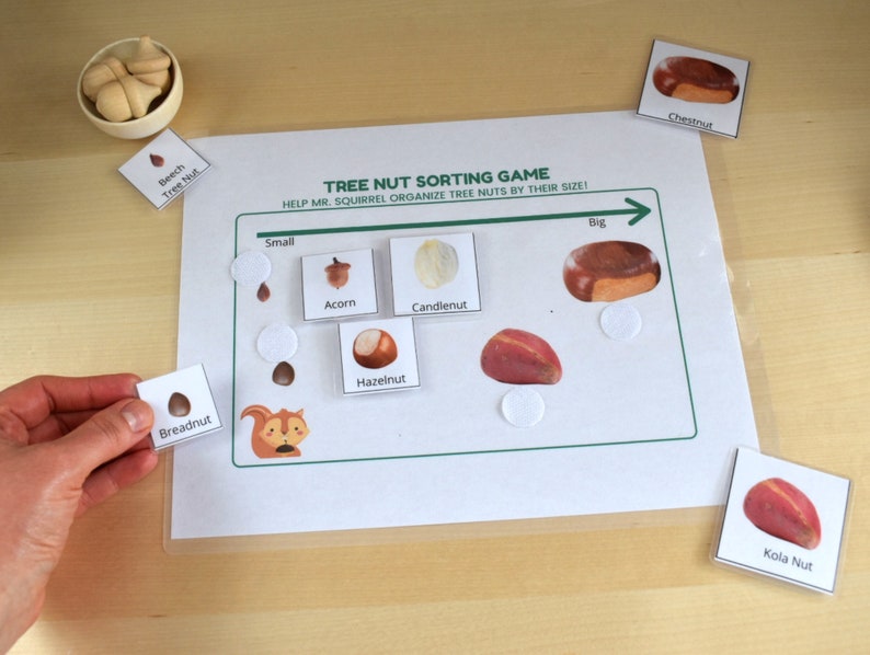 Printable Preschool Worksheet, Tree Nut Size Sorting Game, Homeschool ...