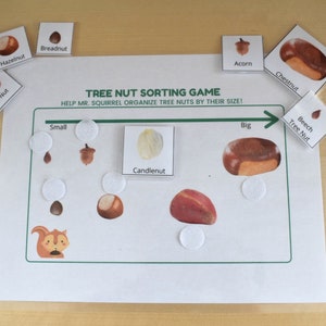 Printable Preschool Worksheet, Tree Nut Size Sorting Game, Homeschool ...