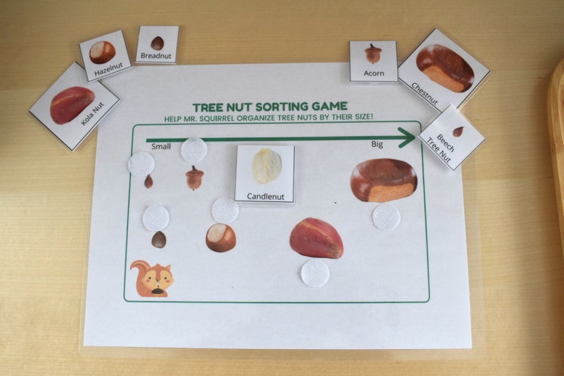 Printable Preschool Worksheet, Tree Nut Size Sorting Game, Homeschool ...
