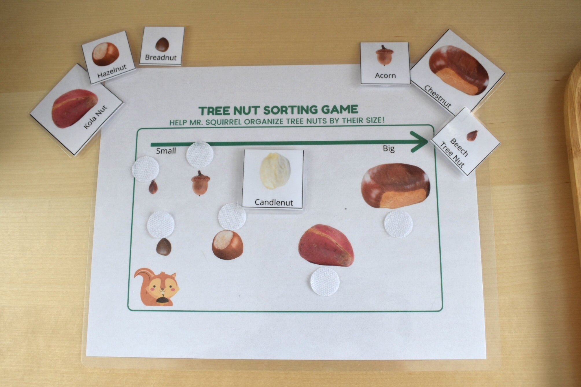 Printable Preschool Worksheet, Tree Nut Size Sorting Game, Homeschool ...