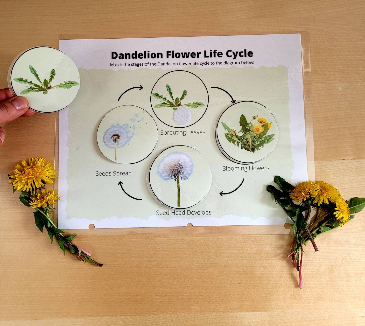 Dandelion Flower Life Cycle Worksheet, Toddler Activity, Preschool ...