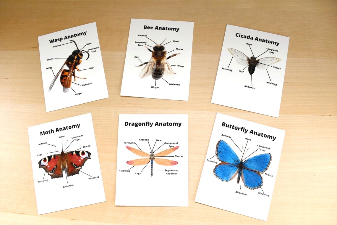 Printable Insect Anatomy Flashcards, Montessori Inspired, Homeschool ...