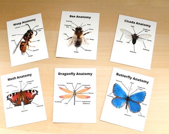 Dragonfly Damselfly Study - Etsy