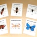 Printable Insect Anatomy Flashcards, Montessori Inspired, Homeschool ...