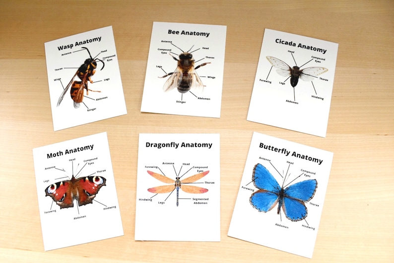Printable Insect Anatomy Flashcards, Montessori Inspired, Homeschool ...