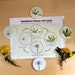 Dandelion Flower Life Cycle Worksheet, Toddler Activity, Preschool ...