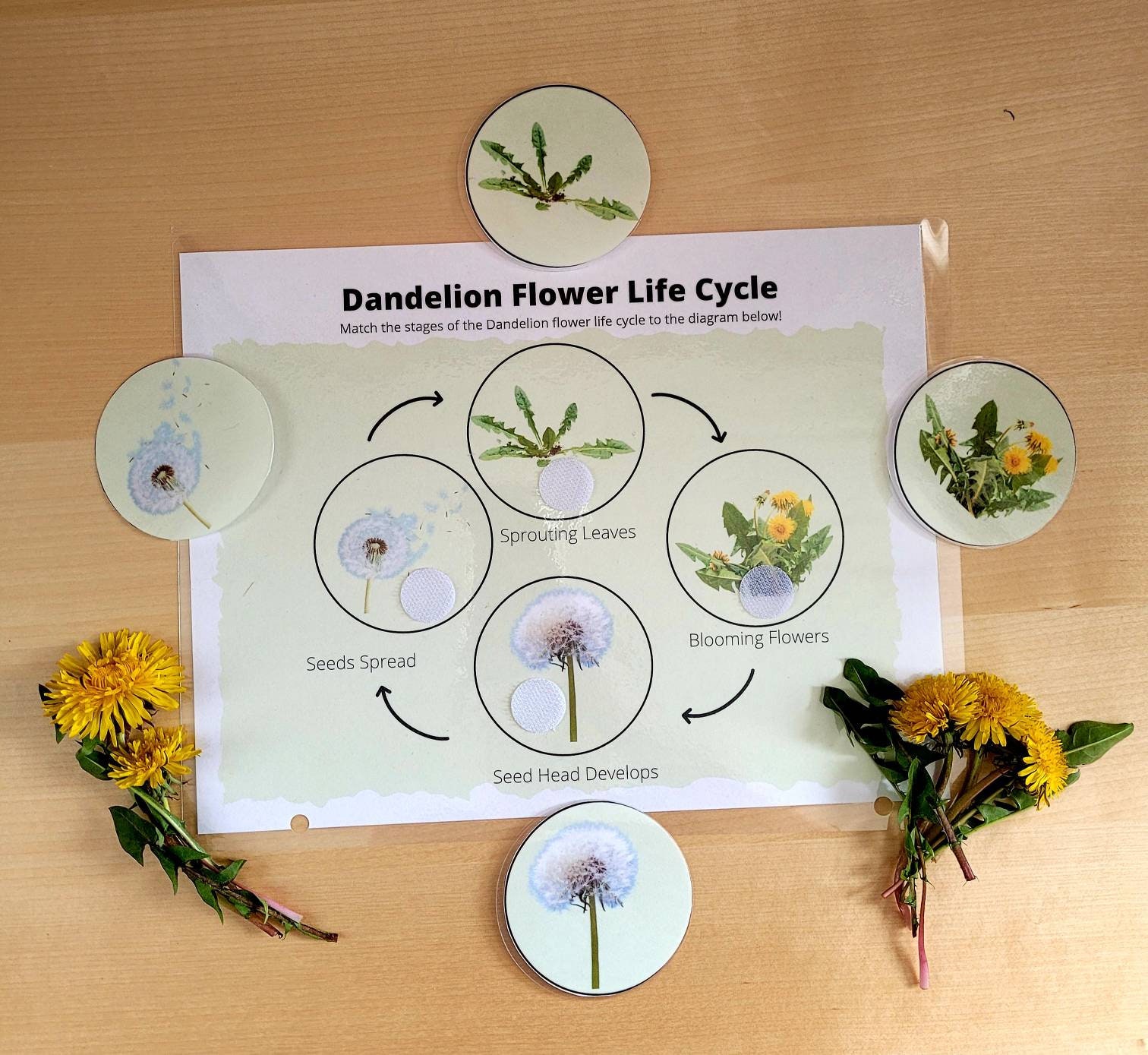 Dandelion Flower Life Cycle Worksheet, Toddler Activity, Preschool ...