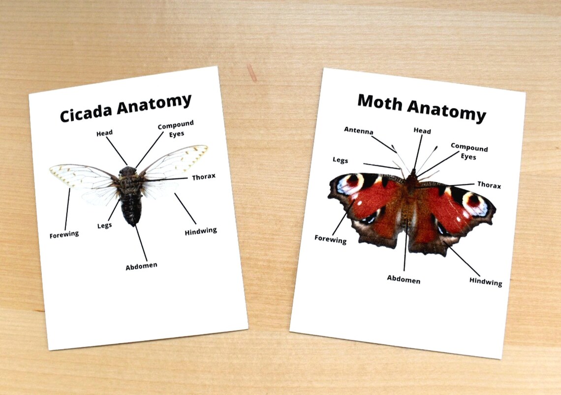Insect Anatomy Flashcards: Montessori Homeschool Nature Study (PDF) - Etsy