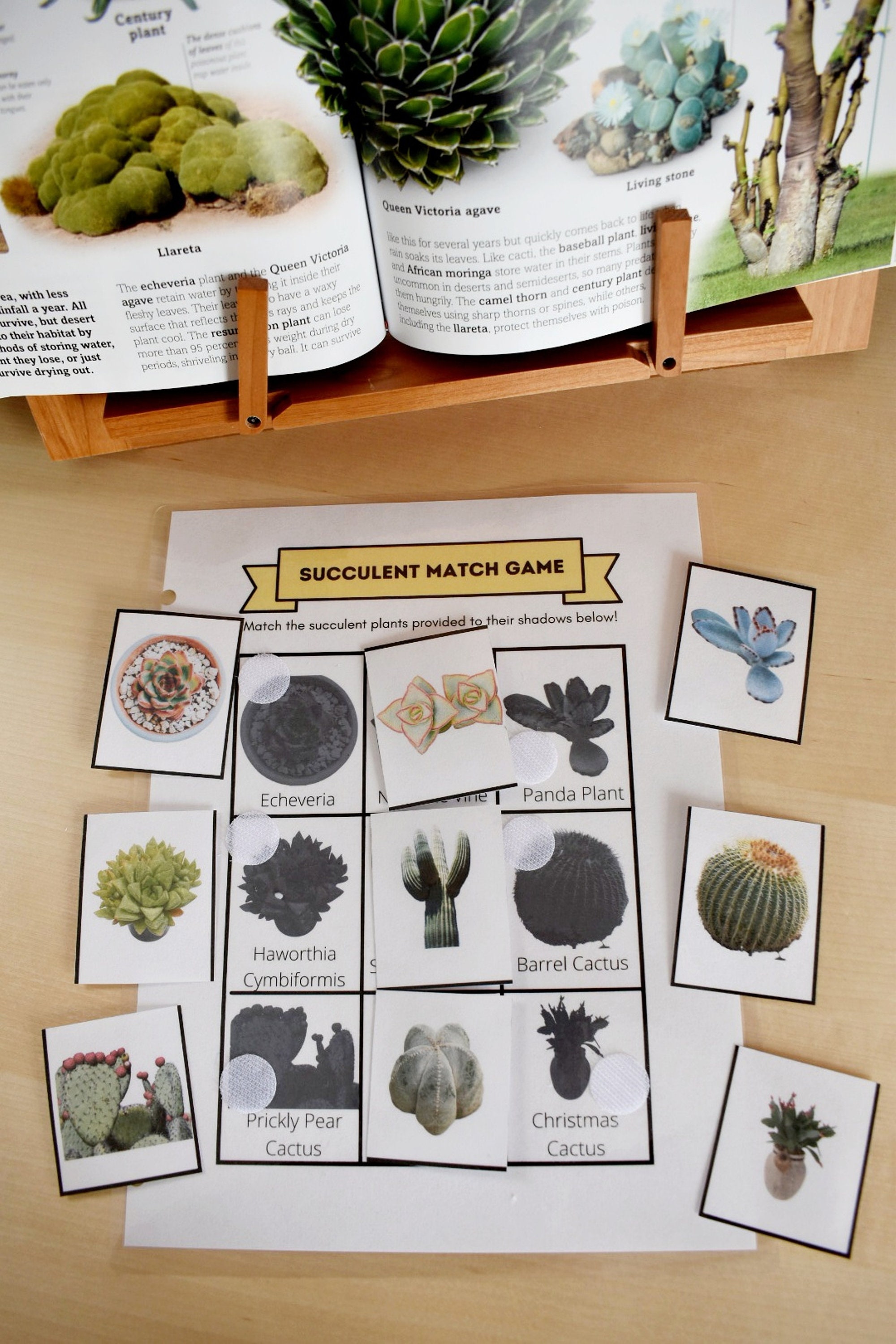 Preschool Printable Succulent Plant Matching Game, Busy Book Page ...