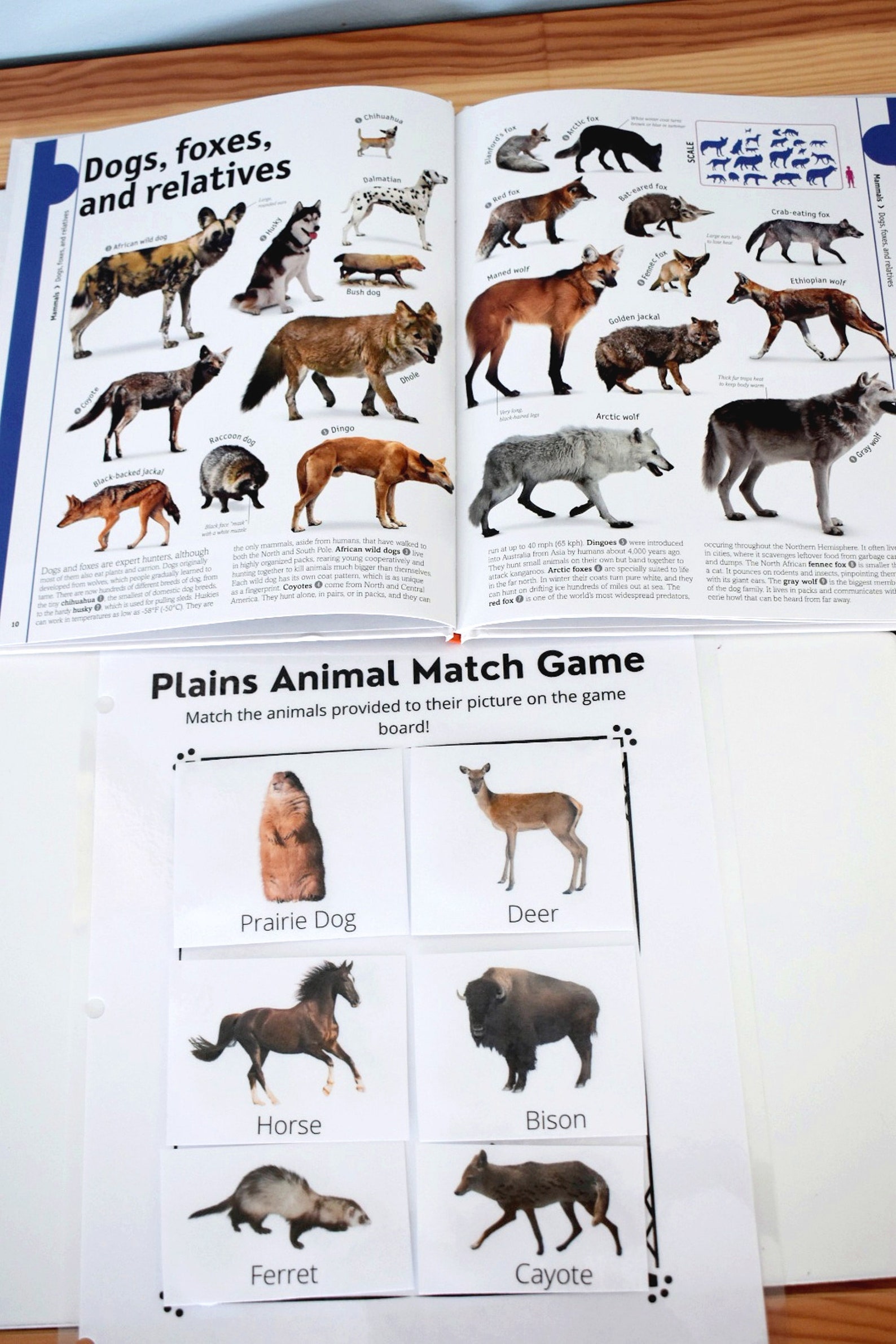 Plains Animal Matching Game, Activities for Preschoolers, Montessori ...