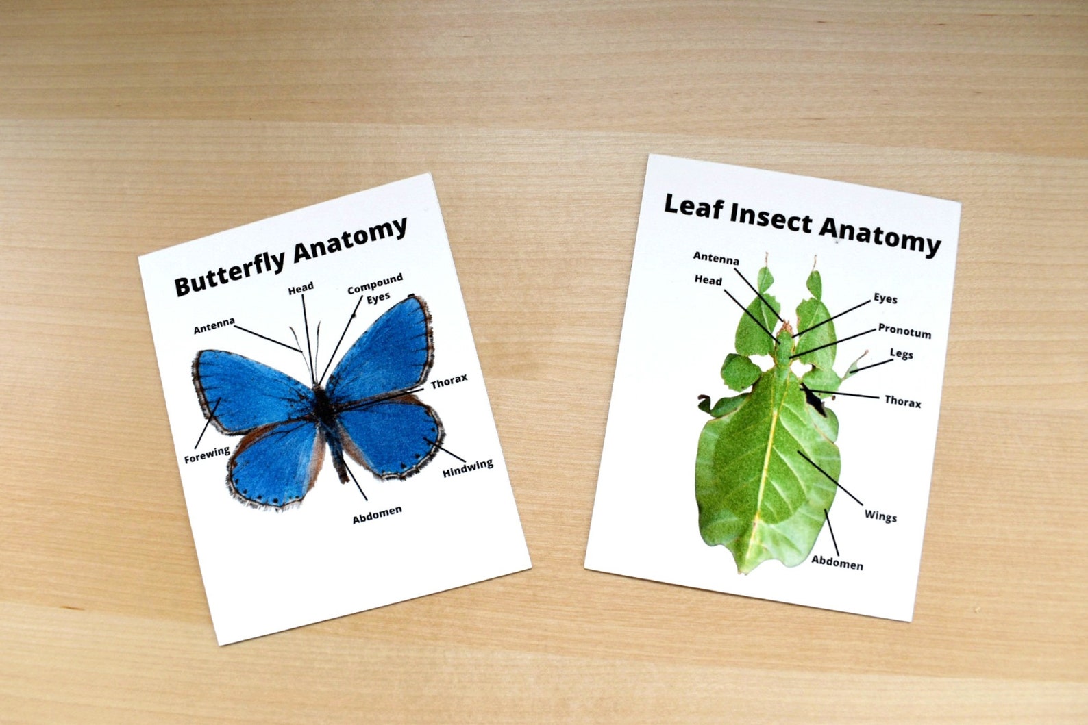 Printable Insect Anatomy Flashcards, Montessori Inspired, Homeschool ...