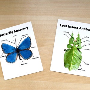 Printable Insect Anatomy Flashcards, Montessori Inspired, Homeschool ...