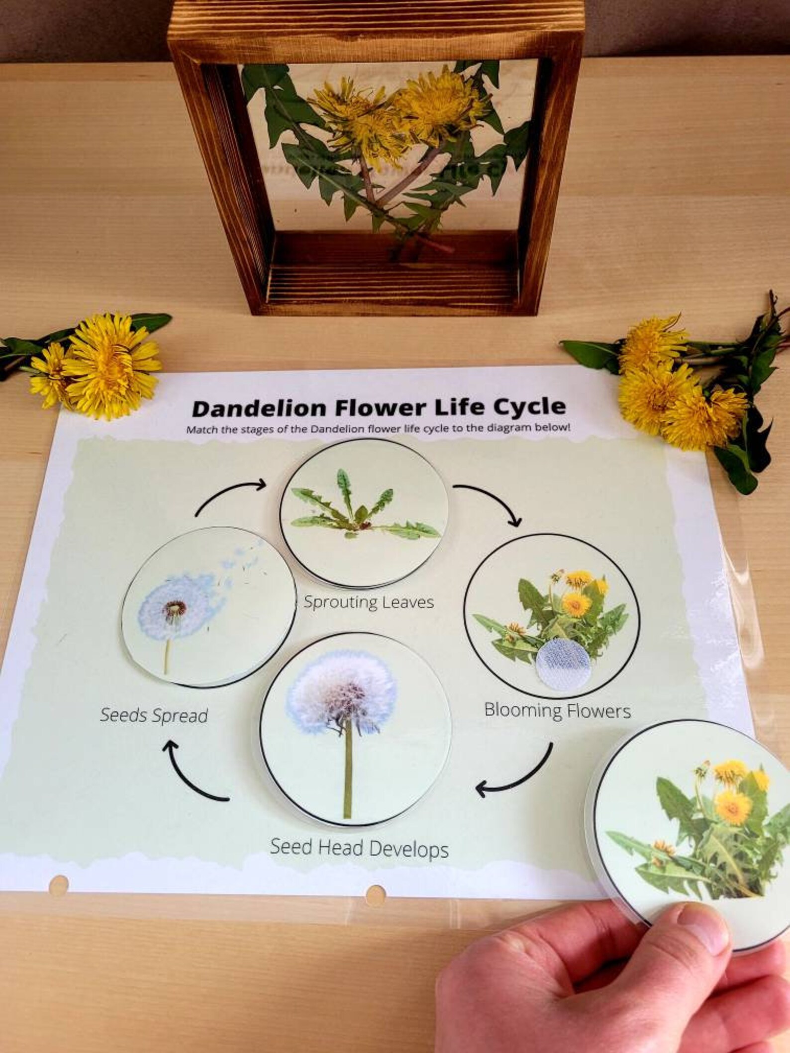 Dandelion Flower Life Cycle Worksheet, Toddler Activity, Preschool ...