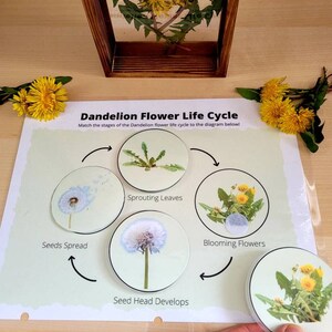 Dandelion Flower Life Cycle Worksheet, Toddler Activity, Preschool ...