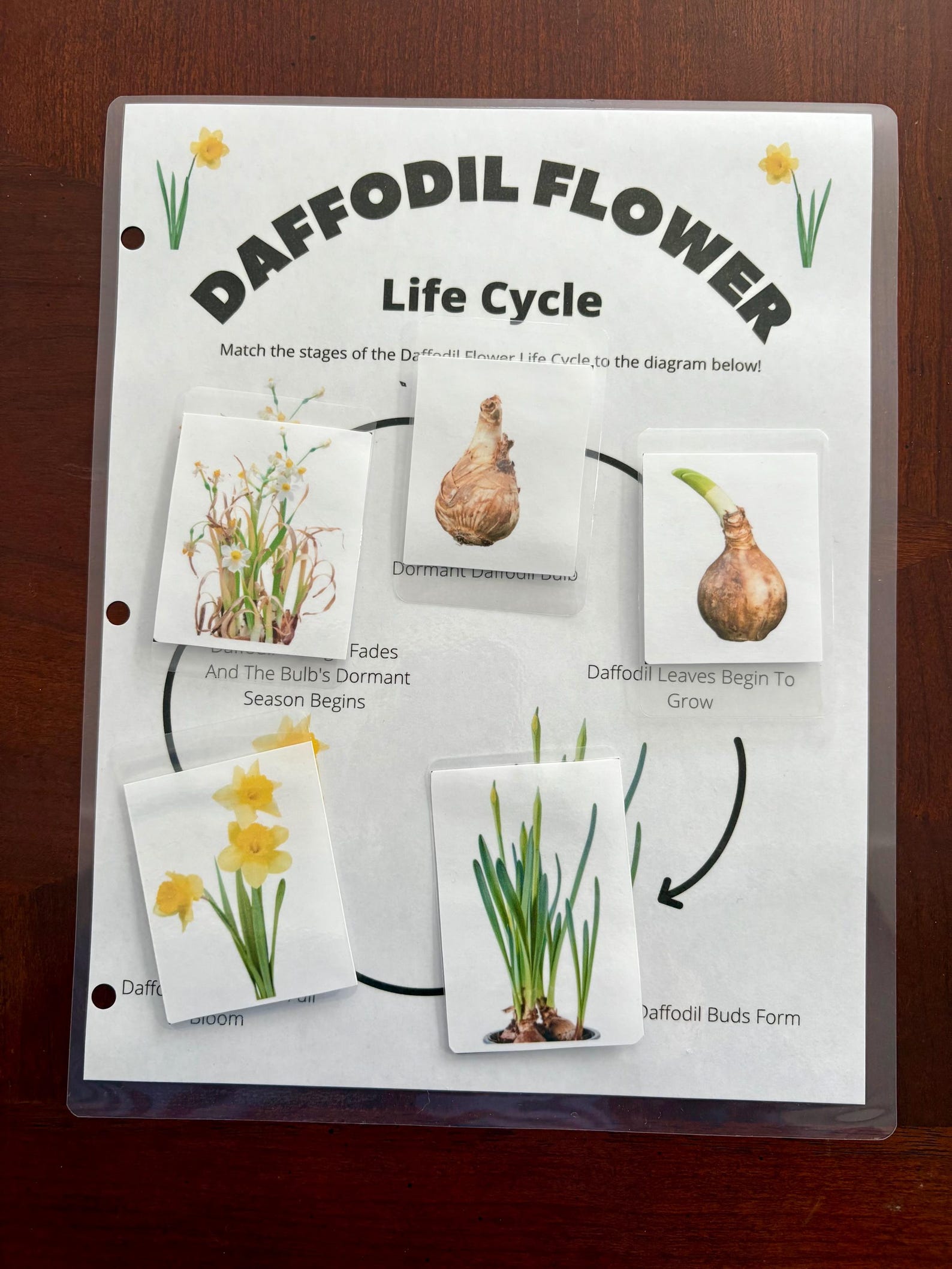 Daffodil Flower Life Cycle Worksheet, Preschool Printable, Nature Study ...