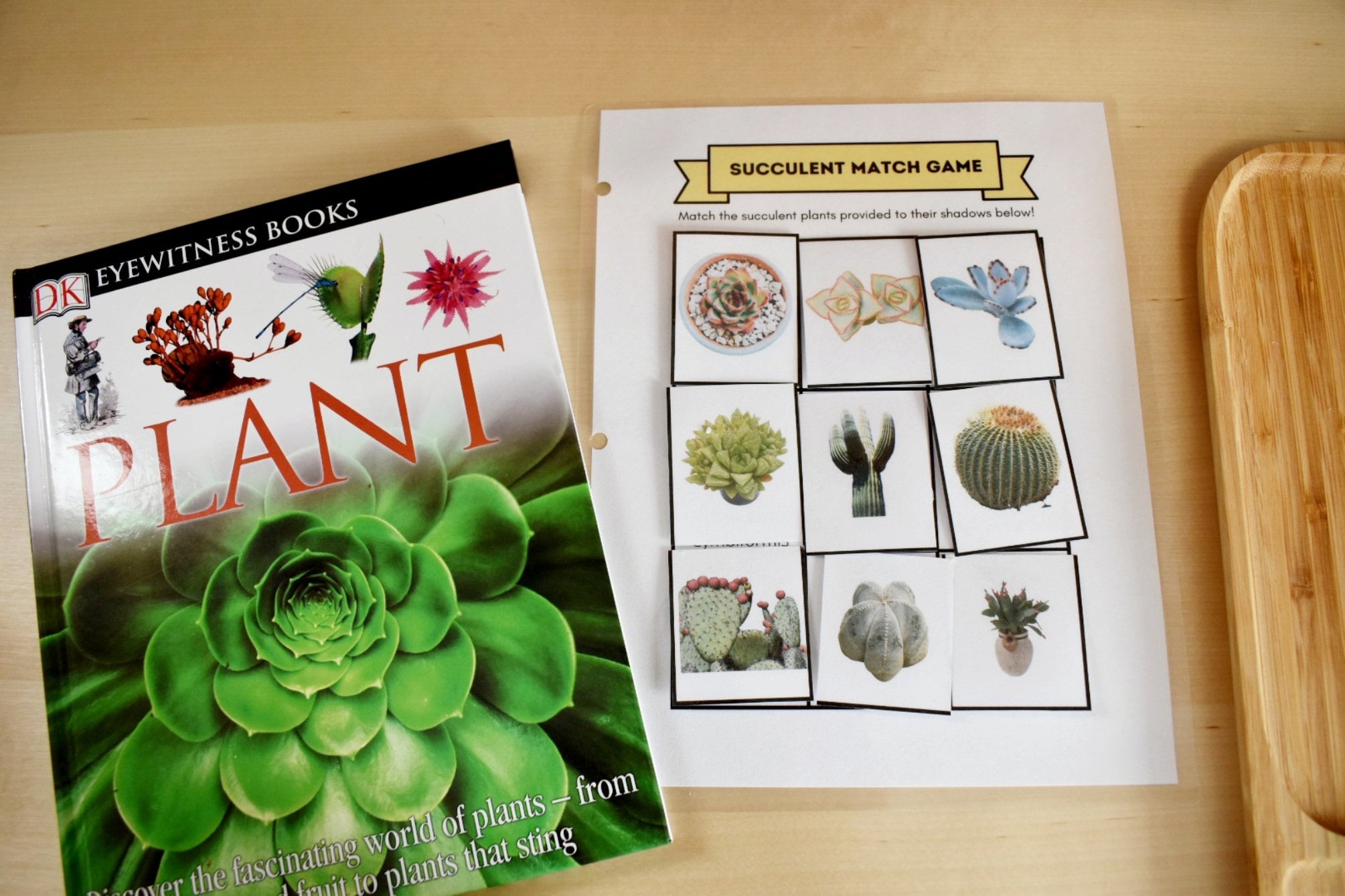Preschool Printable Succulent Plant Matching Game, Busy Book Page ...