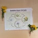 Dandelion Flower Life Cycle Worksheet, Toddler Activity, Preschool ...