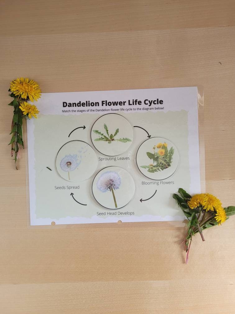 Dandelion Flower Life Cycle Worksheet, Toddler Activity, Preschool ...