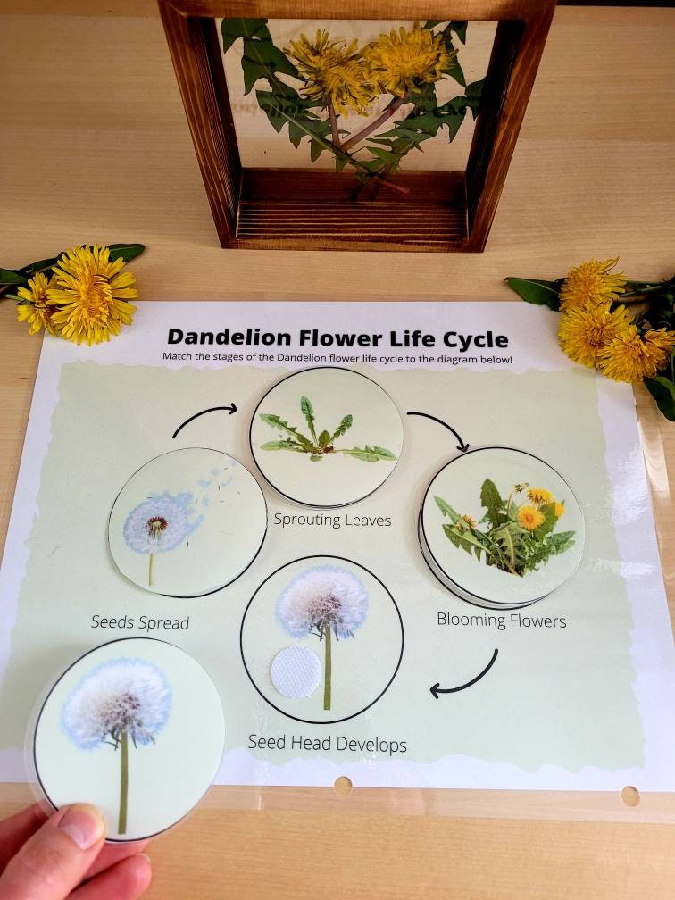 Dandelion Flower Life Cycle Worksheet, Toddler Activity, Preschool ...