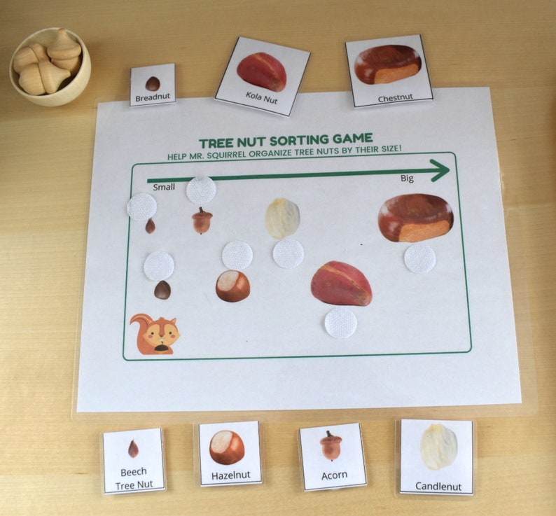 Printable Preschool Worksheet, Tree Nut Size Sorting Game, Homeschool ...