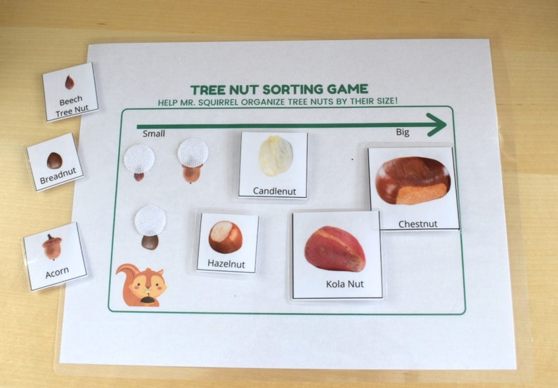 Printable Preschool Worksheet, Tree Nut Size Sorting Game, Homeschool ...