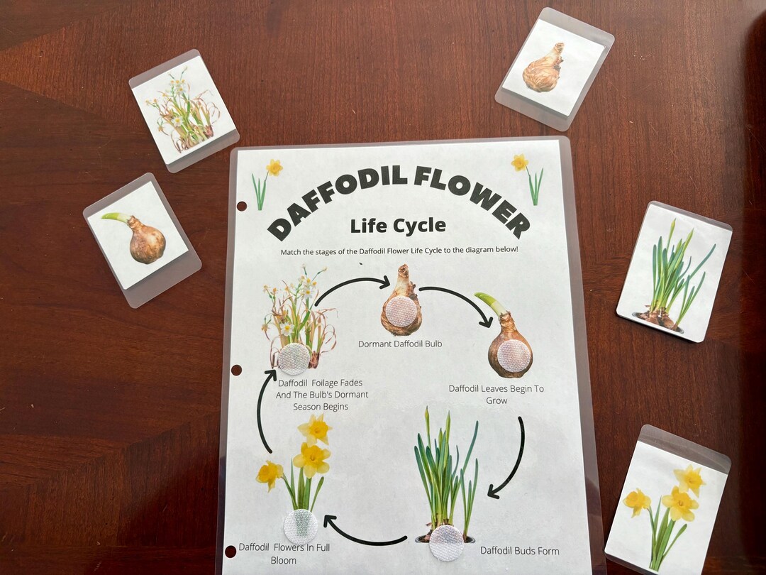 Daffodil Flower Life Cycle Worksheet, Preschool Printable, Nature Study ...