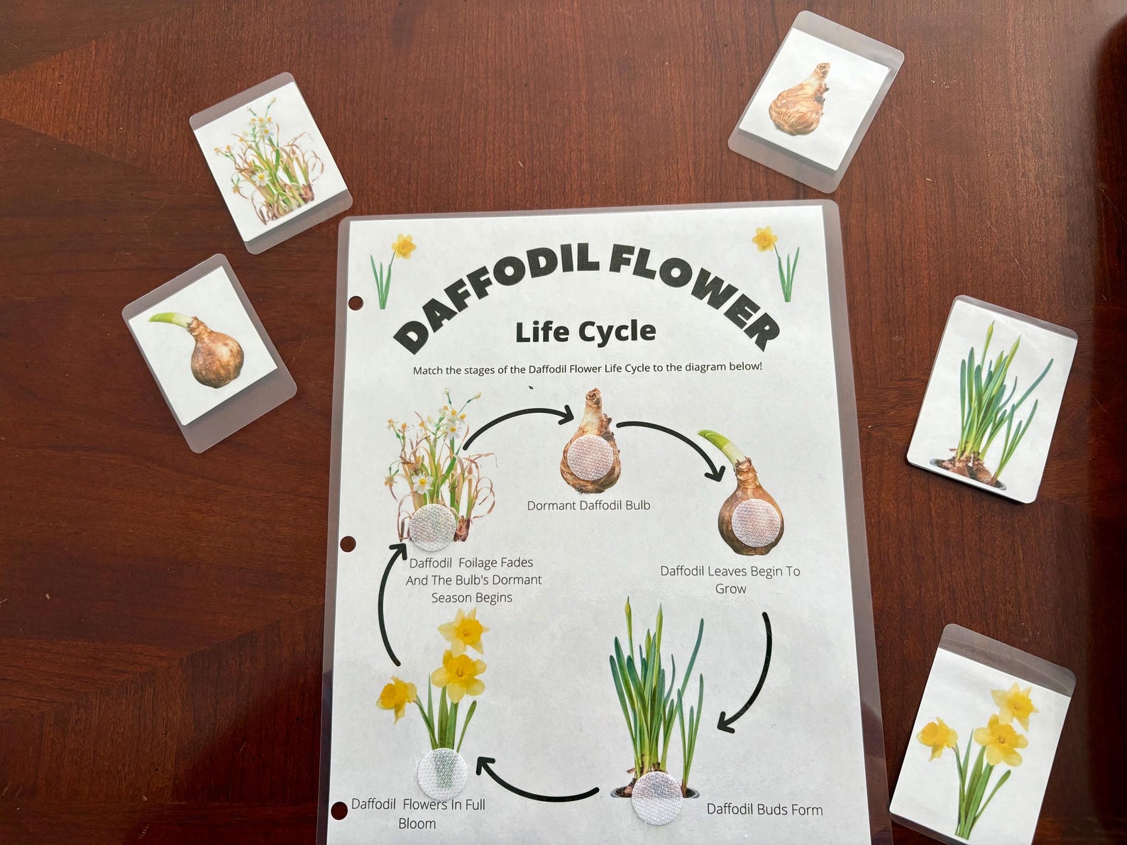 Daffodil Flower Life Cycle Worksheet, Preschool Printable, Nature Study ...