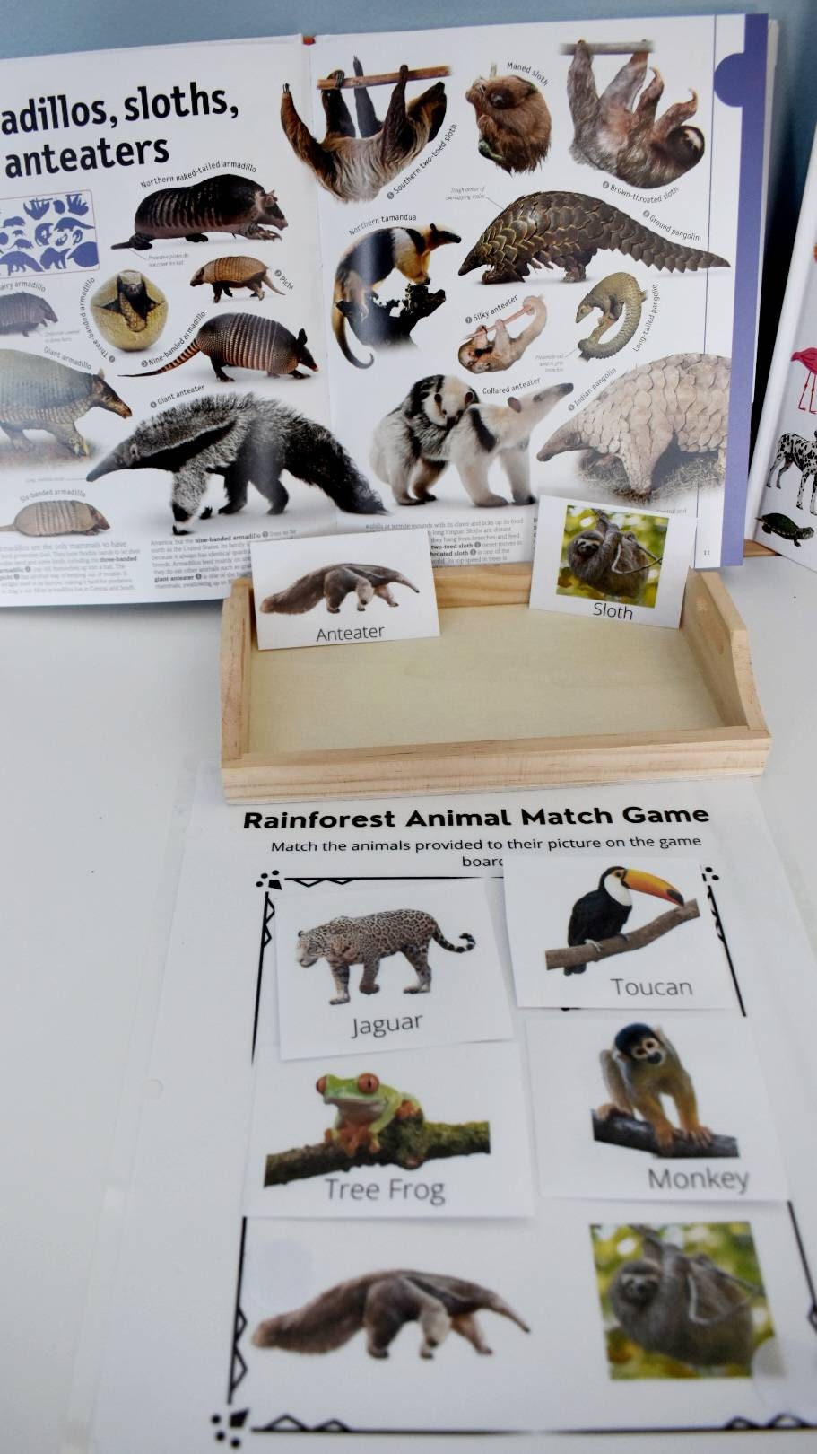 Rainforest Animal Matching Game, Preschool Printable Busy Book Page ...